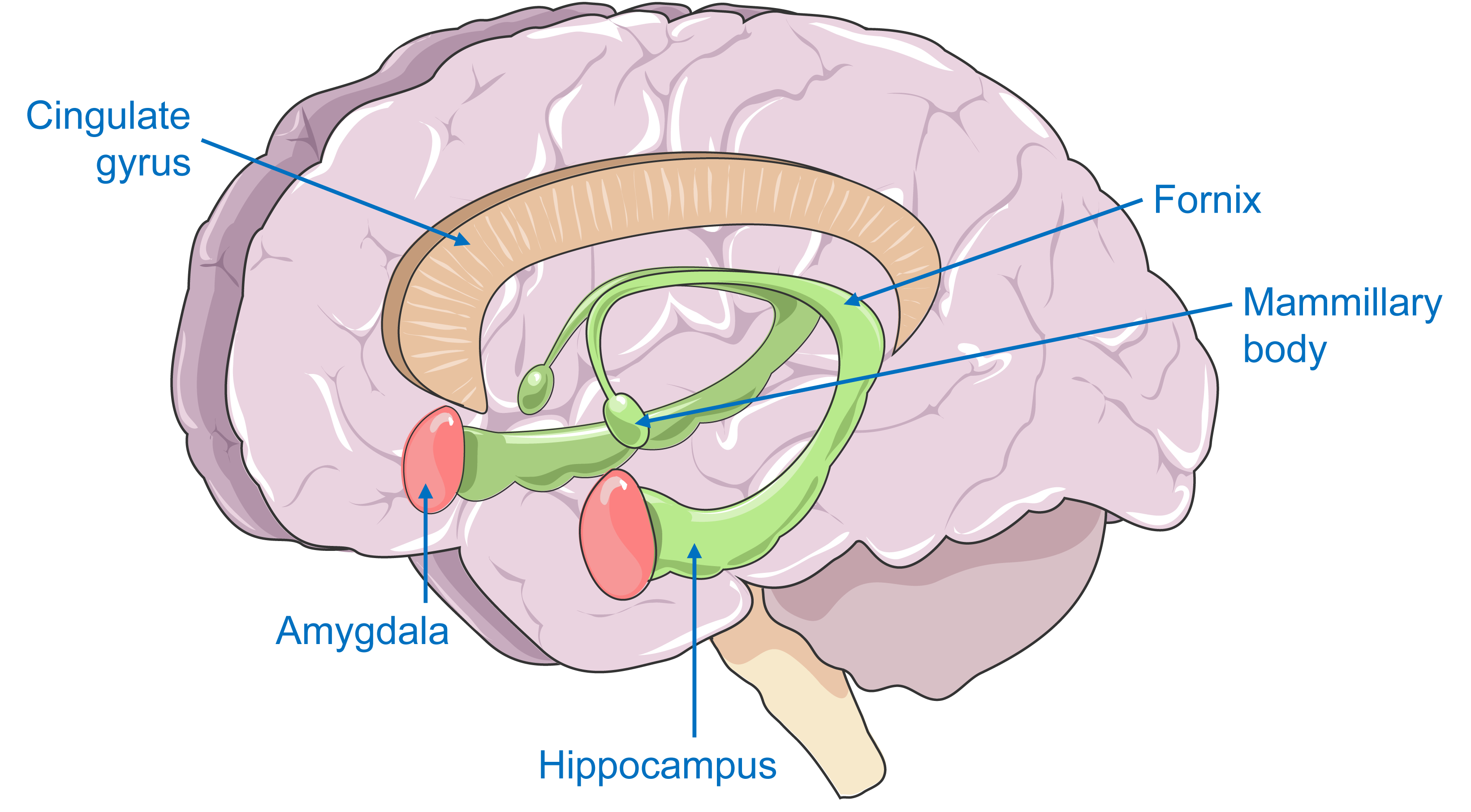 Servier - Drawing Limbic system - English labels | AnatomyTOOL